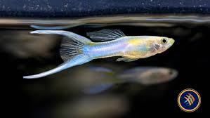 Buy Pureline Guppy Fish in Klang, Selangor | Guppy Fish Shop Malaysia ...