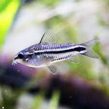 PYGMY CORYDORAS