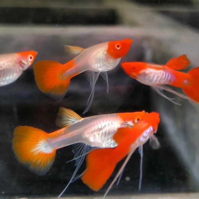 ALBINO KOI RIBBON GUPPY (PAIR)