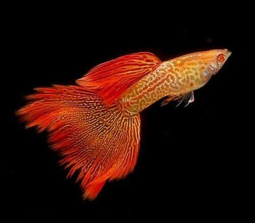 Buy Pureline Guppy Fish in Klang, Selangor | Guppy Fish Shop Malaysia ...