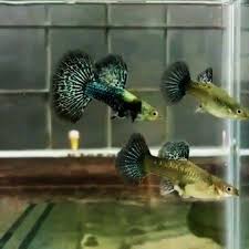Buy Pureline Guppy Fish in Klang, Selangor | Guppy Fish Shop Malaysia ...