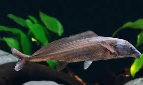 DOLPHIN FISH (Mormyrus Longirostris)