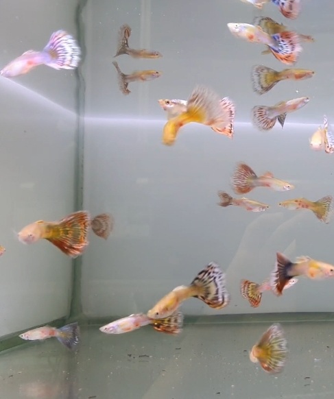 Buy Pureline Guppy Fish in Klang, Selangor | Guppy Fish Shop Malaysia ...