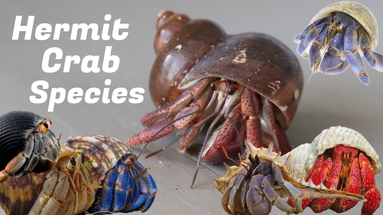 hermit crabs names